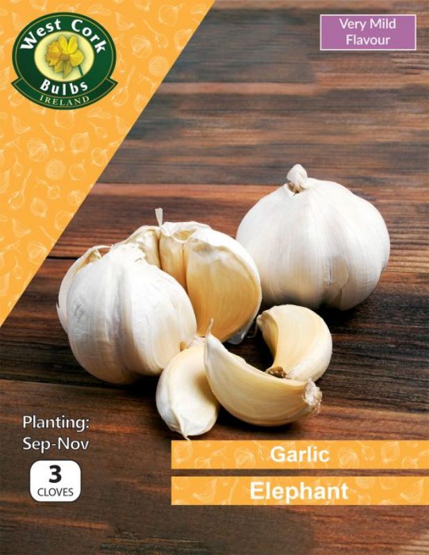 Elephant Garlic Cloves For Sale Uk at Ellen Bushong blog