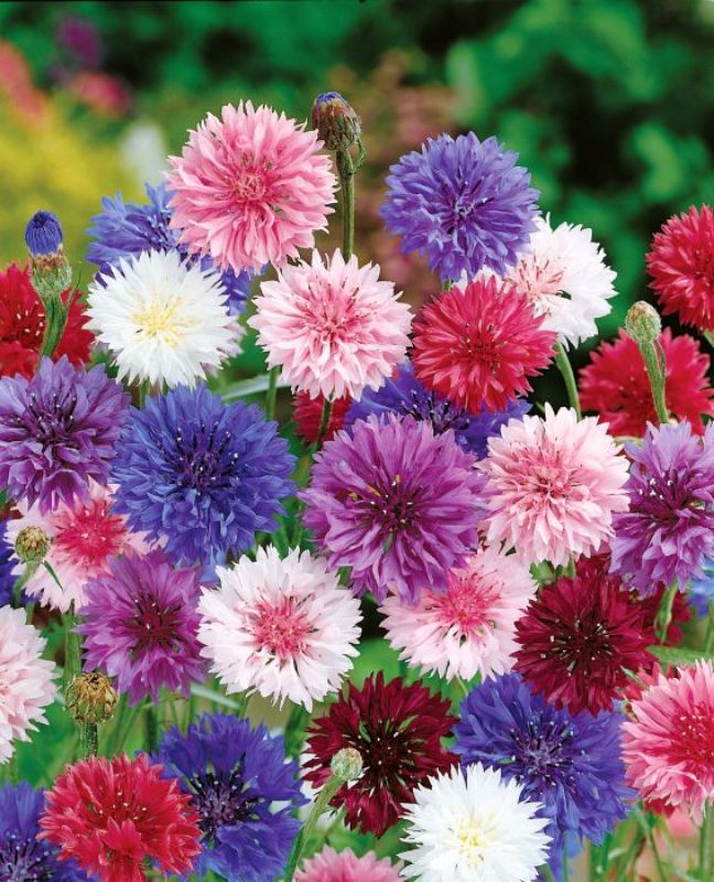 Topline Doyles.Unwins Cornflower Double Mix