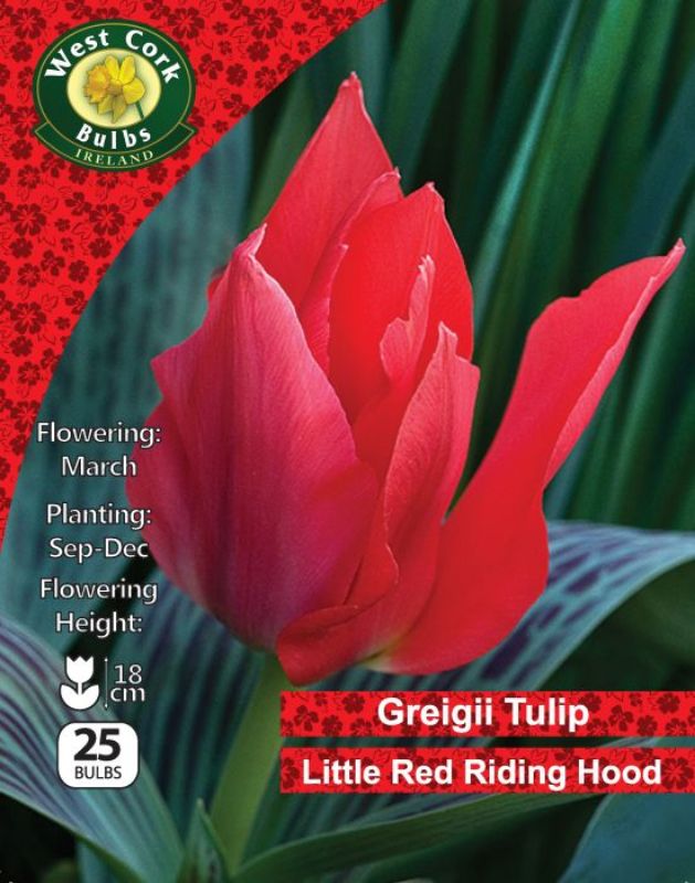 Topline Doyles.Tulip 'little Red Riding Hood' 25 Bulbs